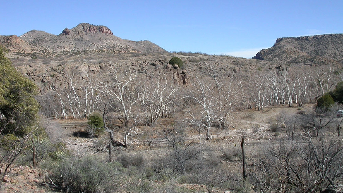 The Massacres at Skeleton and Guadalupe Canyons - True West Magazine